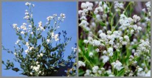 Weed of the week: Tall Whitetop - Eastern Nevada Landscape Coalition